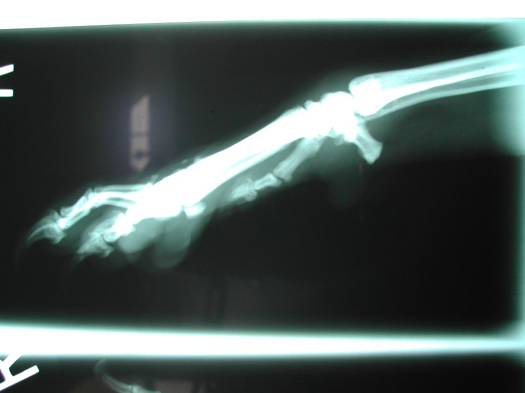 Veterinary X-Rays in Selden, NY | Suffolk Veterinary Group Animal ...